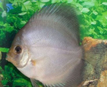 White Ghost discus | White Discus Fish | Discusguy
