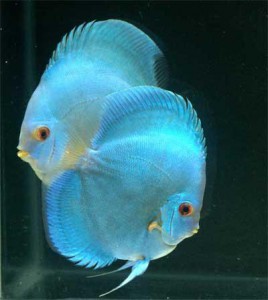 Blue Diamond Discus Fish | Blue Discus Fish | DiscusGuy