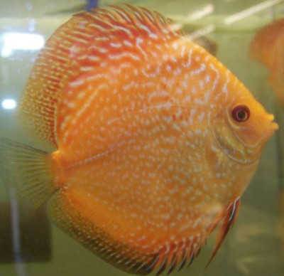 Checkerboard Pigeon Blood Discus | Pigeon Blood Discus | DiscusGuy