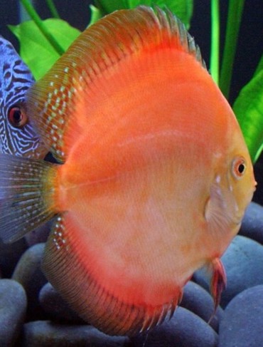 Super Red Discus | Red Discus | Solid Red Discus | Red Velvet Discus