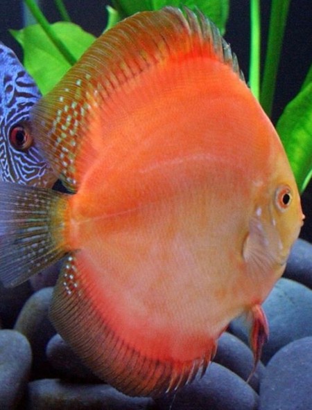 Super Red Discus | Red Discus | Solid Red Discus | Red Velvet Discus