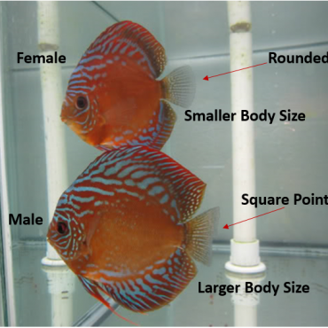 how to tell male and female discus apart Archives | Discus Fish For ...