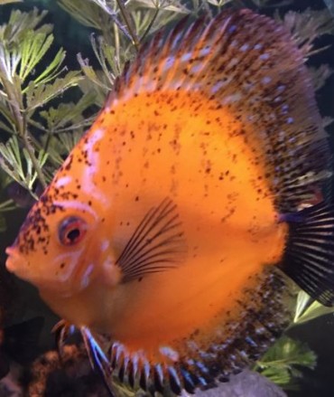 Black Peppering on Discus Fish | Black Spots on Discus Fish | DiscusGuy