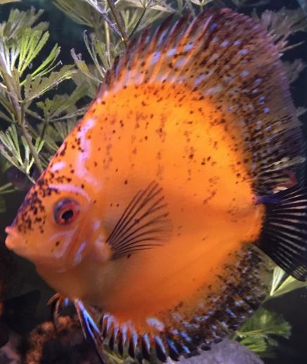 Black Peppering on Discus Fish | Black Spots on Discus Fish | DiscusGuy