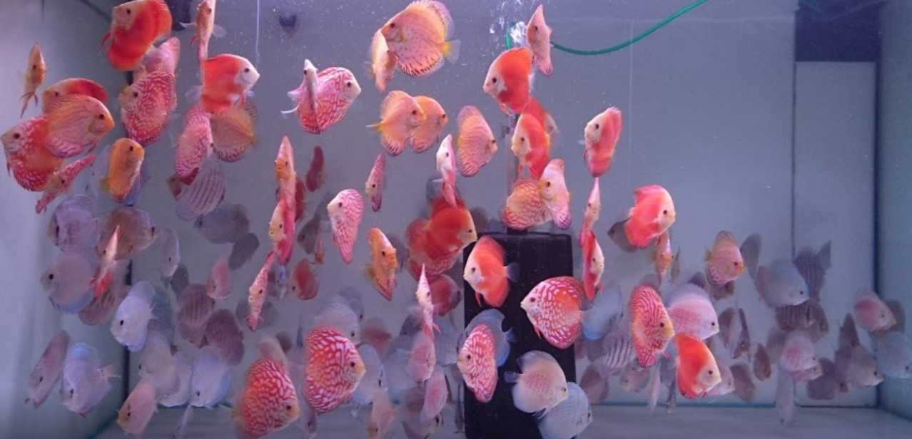 Discus Fish Origins | Origins of Discus Fish | Discusguy