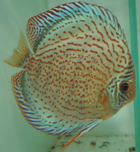 Red Spotted Green Discus | Green Discus Fish | Discusguy