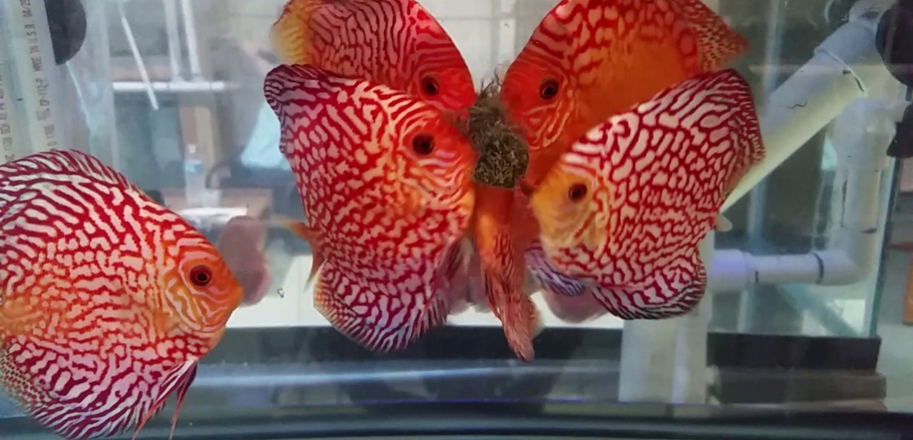 Best Food for Discus Fish | Best Discus Fish Food