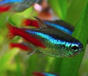Neon Tetras | Cardinal Tetras | Tropical Fish | DiscusGuy