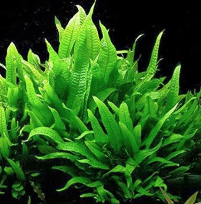 Java Fern Mat | Java Fern | Live Aquarium Plants | DiscusGuy