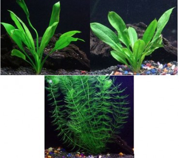 Live Aquarium Plant Bundle | Live Discus Fish Plants | DiscusGuy