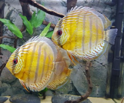 Wild Green Discus | Tefe Discus | Green Tefe Discus | DiscusGuy