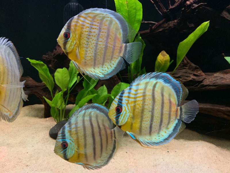 Quality Discus Fish For Sale - Get Discus Now - 🐟 DiscusGuy