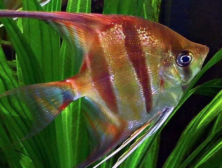 Angel Fish | Angel Fish Tank | Angel Fish Care | DiscusGuy