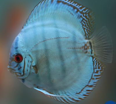 Assorted Discus Fish | Assorted Discus | DiscusGuy