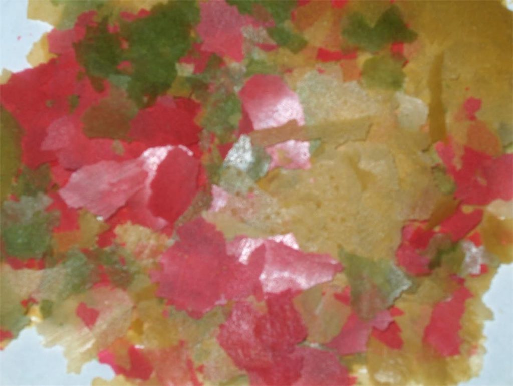 Discus Food Archives | Discus Fish For Sale | Discus Fish | DiscusGuy