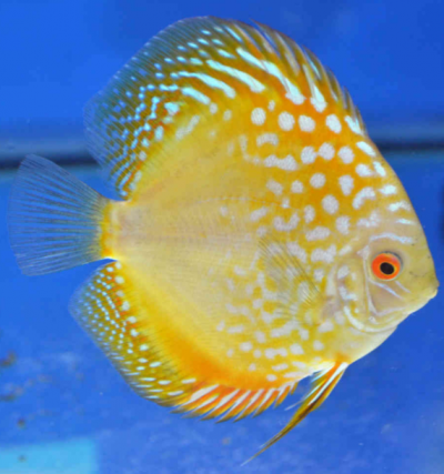 Assorted Discus Fish | Assorted Discus | DiscusGuy