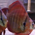 Rose Red Discus - Discus Guy - Wholesale Prices