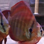 Rose Red Discus - Discus Guy - Wholesale Prices