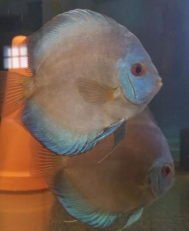 Blue Diamond Breeding Pair | Discus Fish For Sale | Discus Fish | DiscusGuy
