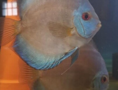 Red Mellon Discus - Breeding Male | Discus Fish For Sale From $18 ...