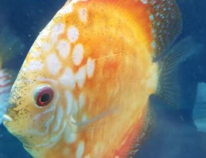 Purple Tiger Discus - 4 Inch | Discus Fish For Sale From $18 | Quality ...