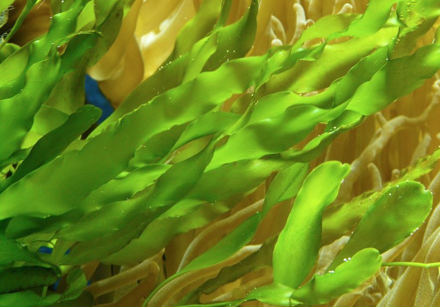 Fish Tank Plants | Aquarium Plants | Fish Bowl Plants | DiscusGuy