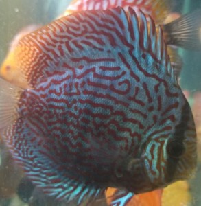 Purple Tiger Discus - 4 Inch | Discus Fish For Sale | Discus Fish ...