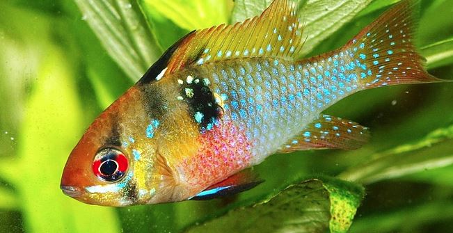 Top 5 Discus Tank Mates 2021 | Best Discus Fish Tank Mates