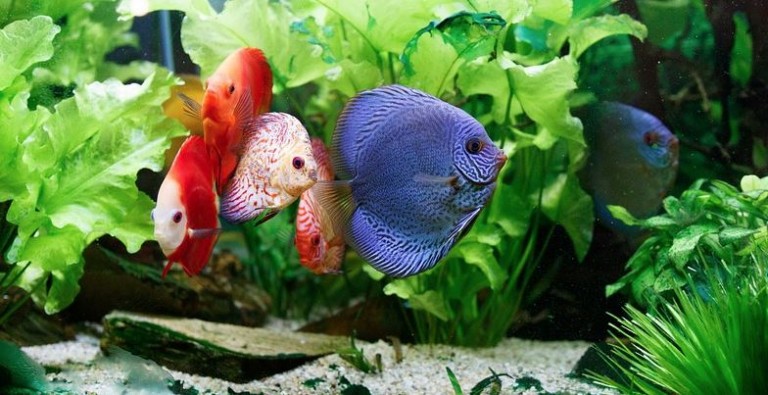 Top 5 Discus Tank Mates 2021 | Best Discus Fish Tank Mates