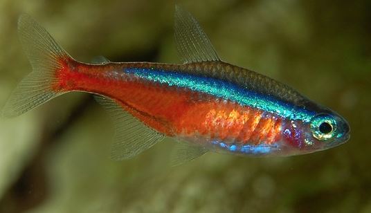 Top 5 Discus Tank Mates 2021 | Best Discus Fish Tank Mates