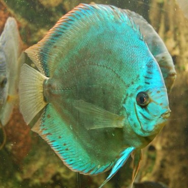 Our Blog | Best Discus Fish Foods | Discus Guy
