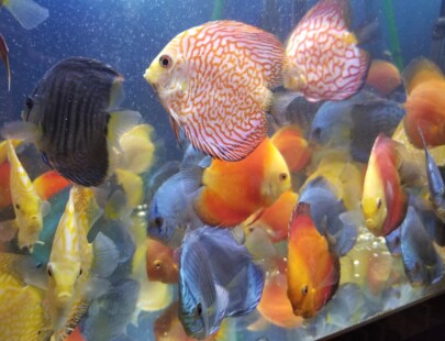Purple Tiger Discus - 4 Inch | Discus Fish For Sale From $18 | Quality ...