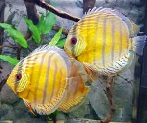 Quality Discus Fish For Sale Online | Discus Guy
