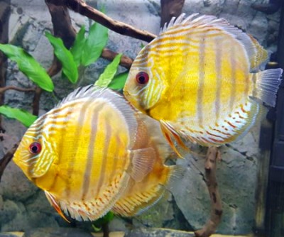 Quality Discus Fish For Sale Online | Discus Guy