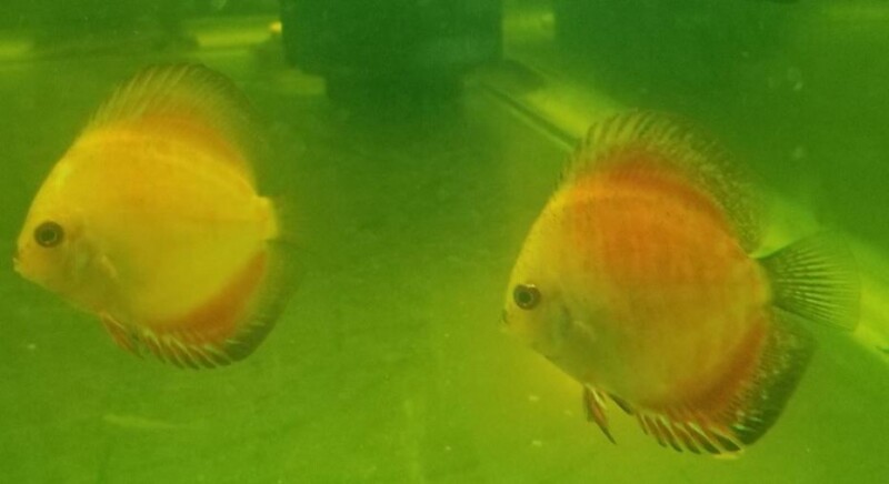 Potential Discus Breeding Pair | Discus Fish Breeding Pair