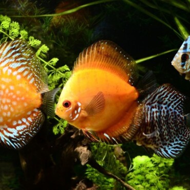 how much does a discus fish cost Archives | Discus Fish For Sale ...